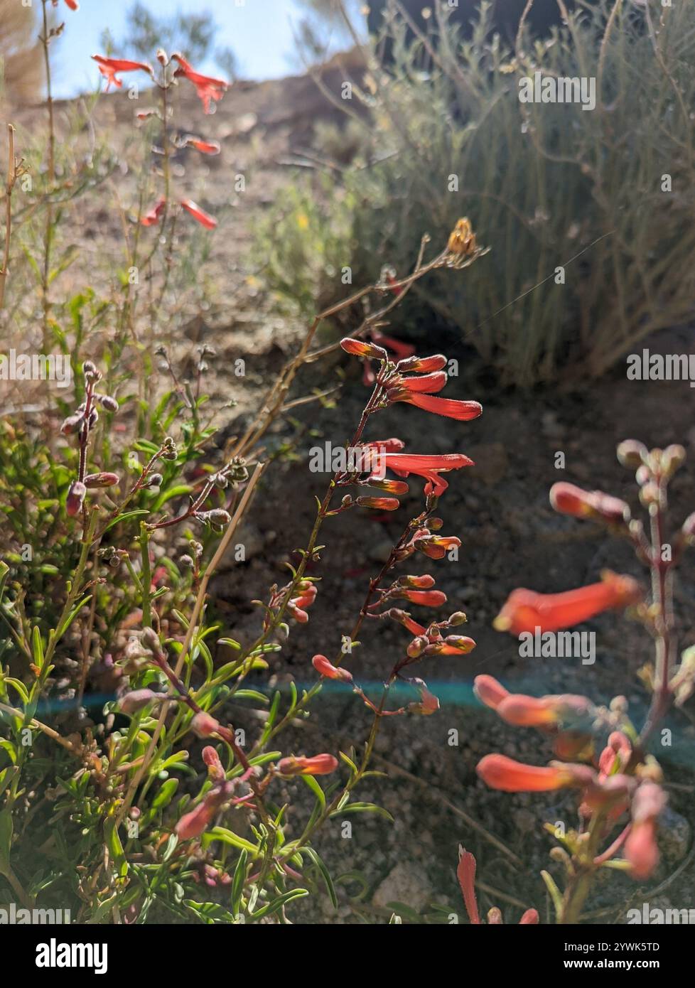 Bridges' penstemon (Penstemon rostriflorus Stock Photo - Alamy