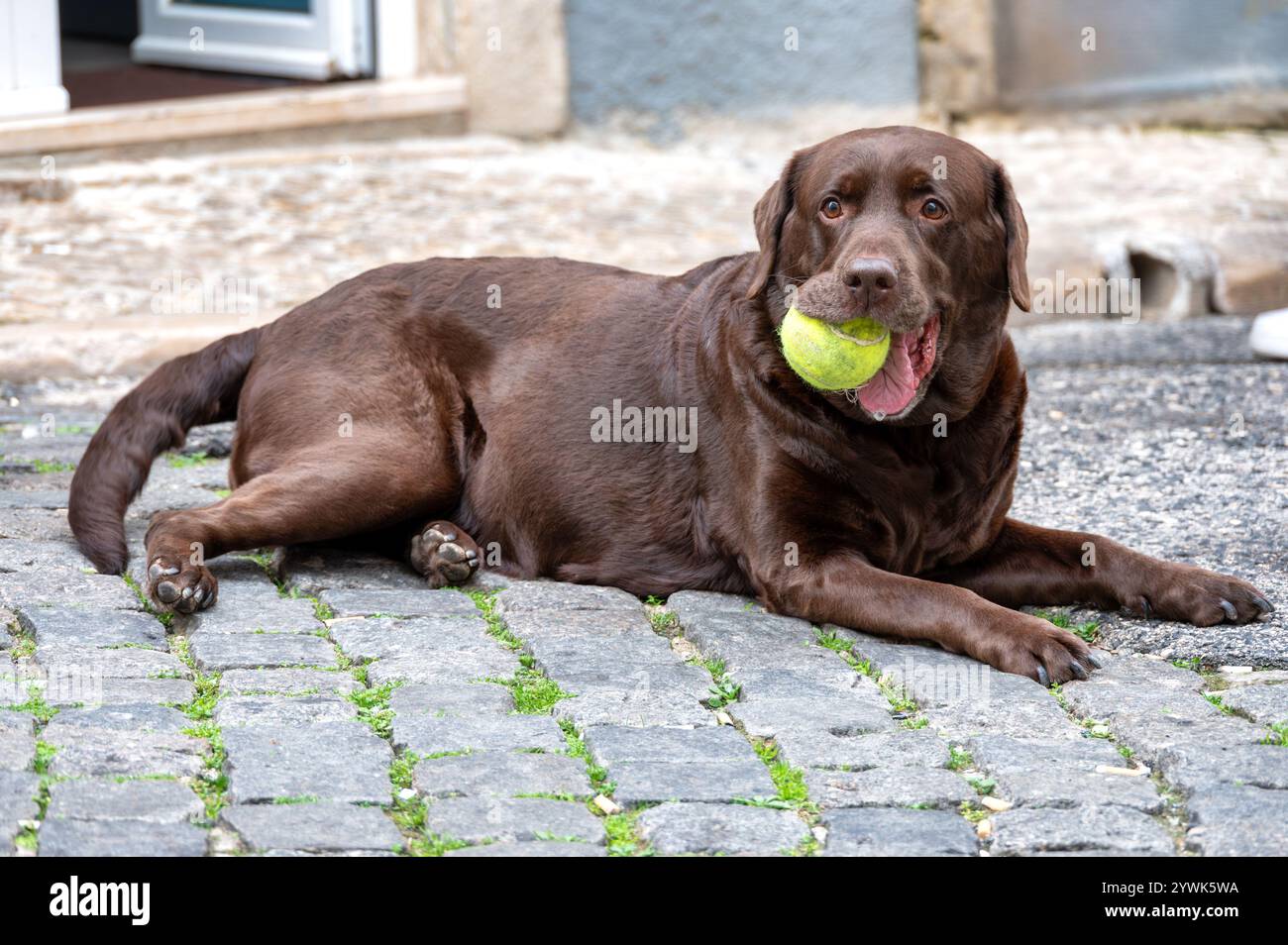 Chocolate Labrador retriever resting on cobblestones, holding a tennis ...