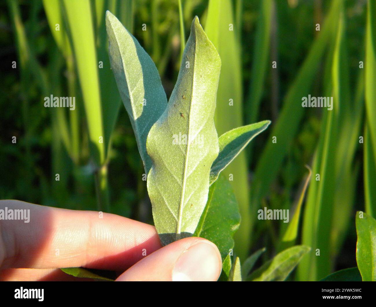 autumn olive (Elaeagnus umbellata Stock Photo - Alamy
