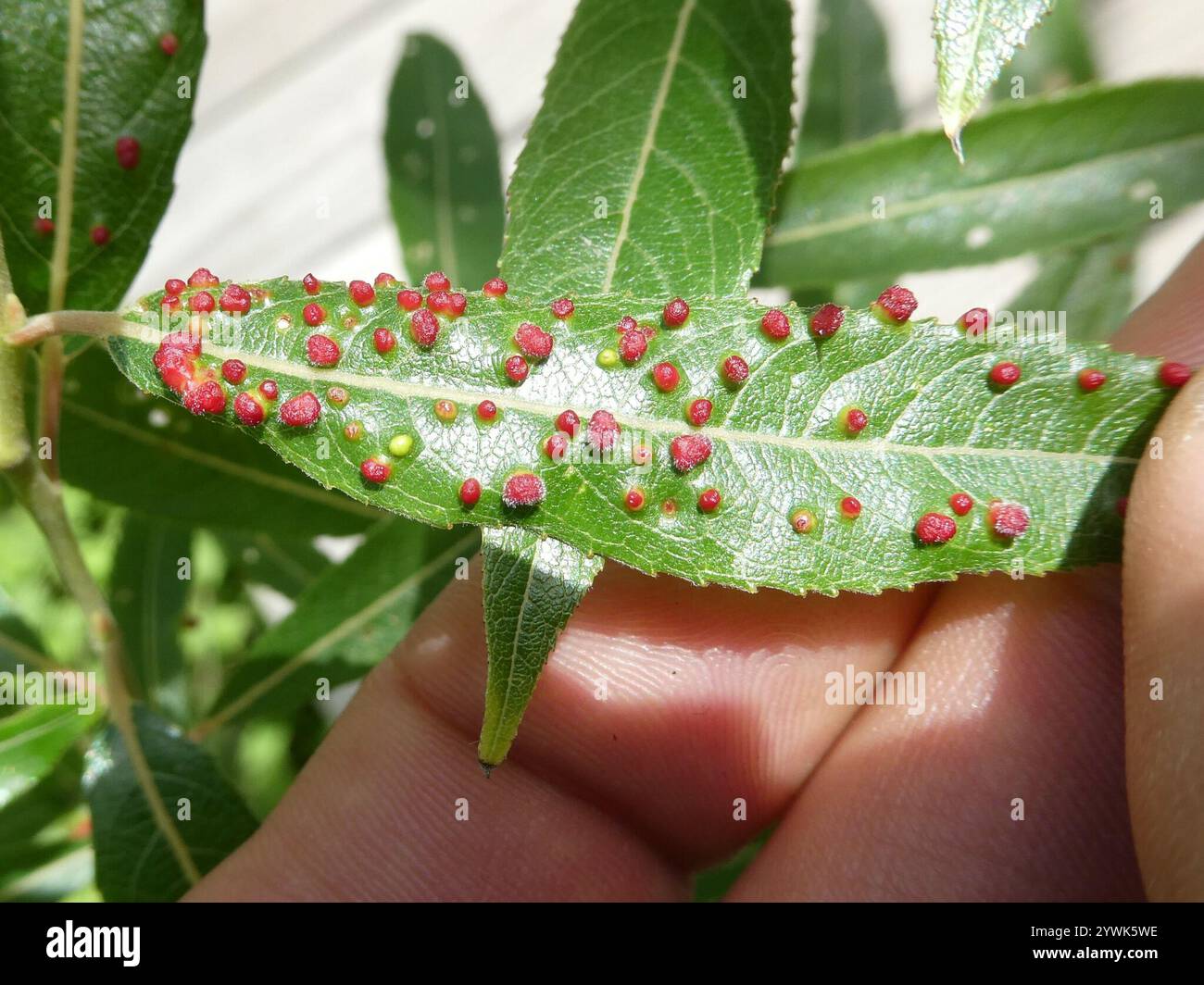 Willow Bead Gall Mite (Aculus tetanothrix Stock Photo - Alamy