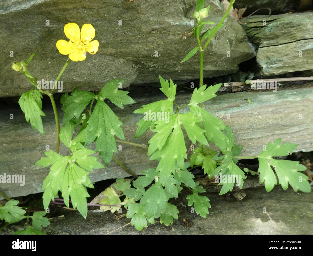 Creeping buttercup (Ranunculus repens Stock Photo - Alamy