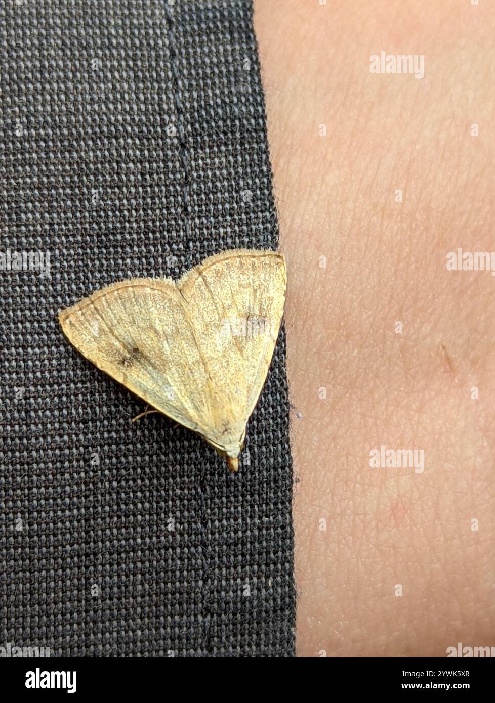 Straw Dot (Rivula sericealis Stock Photo - Alamy