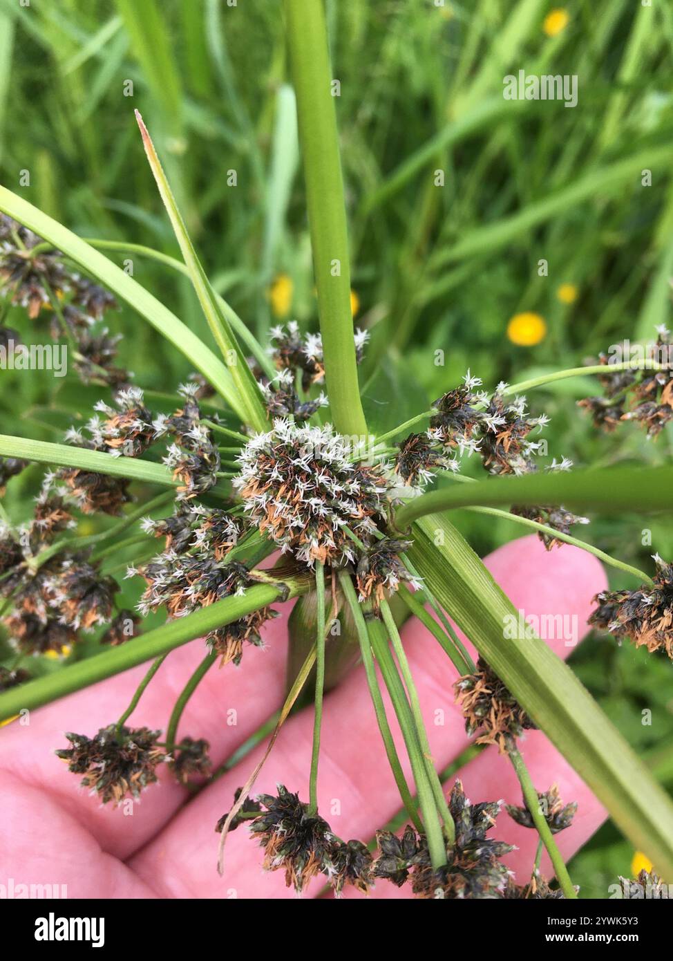 Panicled Bulrush (Scirpus microcarpus Stock Photo - Alamy