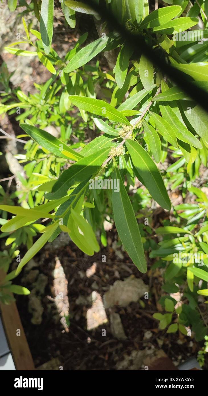 Gymnanthes lucida hi-res stock photography and images - Alamy
