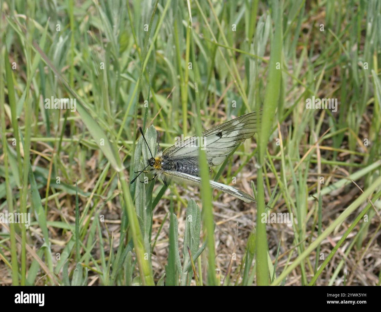 Clouded Apollo (Parnassius mnemosyne Stock Photo - Alamy