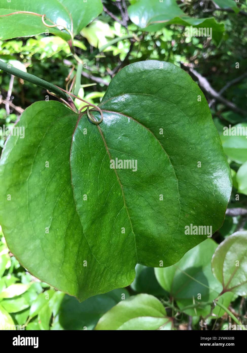 Smilax rotundifolia hi-res stock photography and images - Alamy