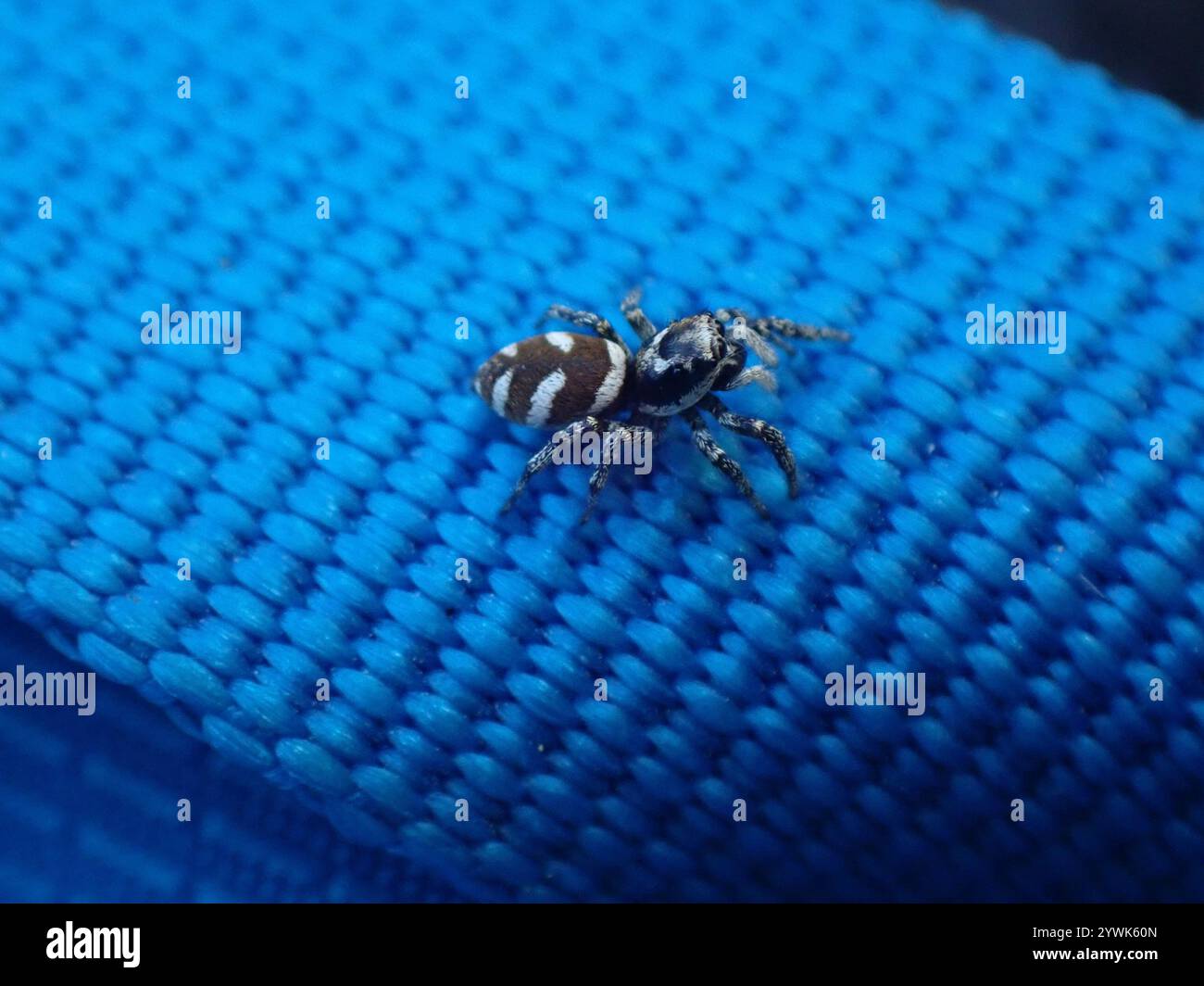 Zebra Jumping Spider (Salticus scenicus Stock Photo - Alamy