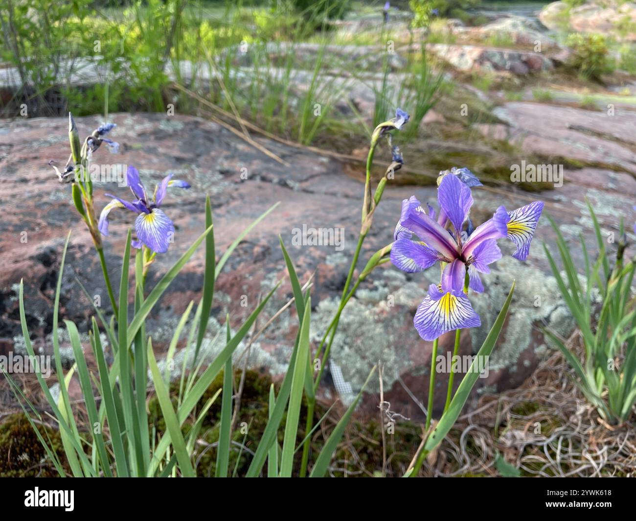 northern blue flag (Iris versicolor Stock Photo - Alamy
