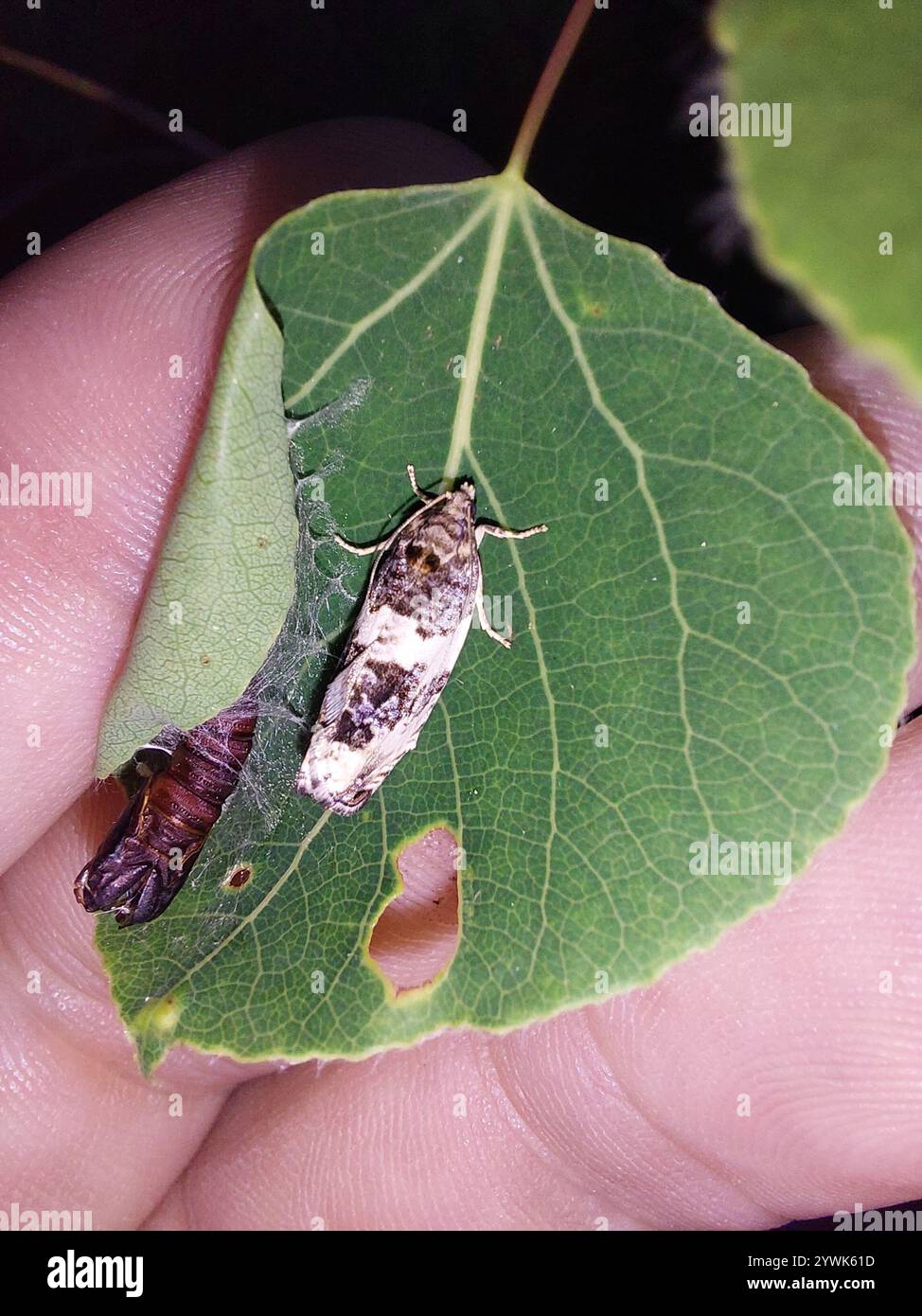 Poplar Leafroller Moth (Pseudosciaphila duplex Stock Photo - Alamy