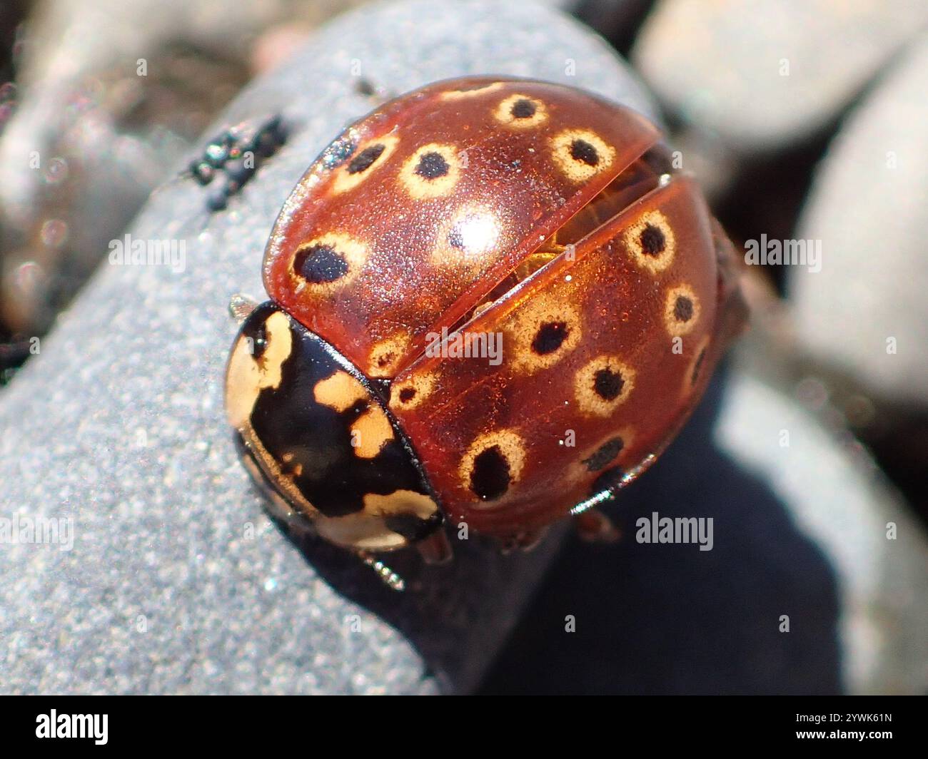 Eye-spotted Lady Beetle (Anatis mali Stock Photo - Alamy