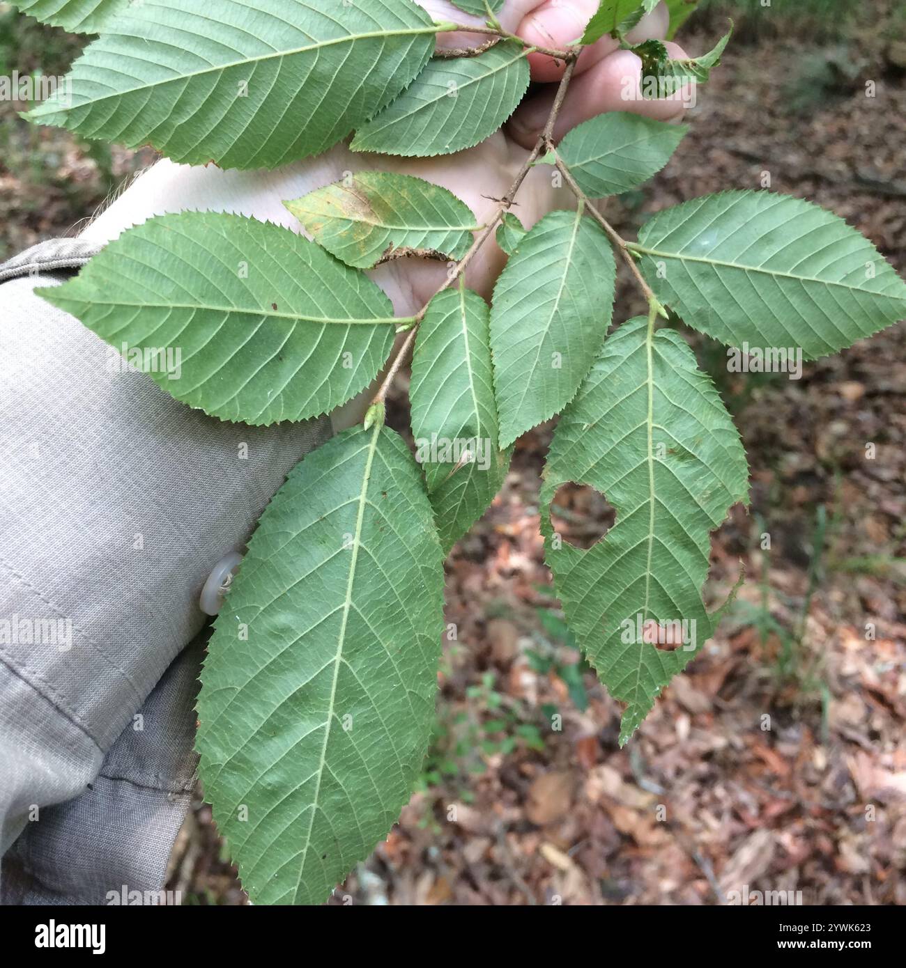 American hophornbeam (Ostrya virginiana Stock Photo - Alamy