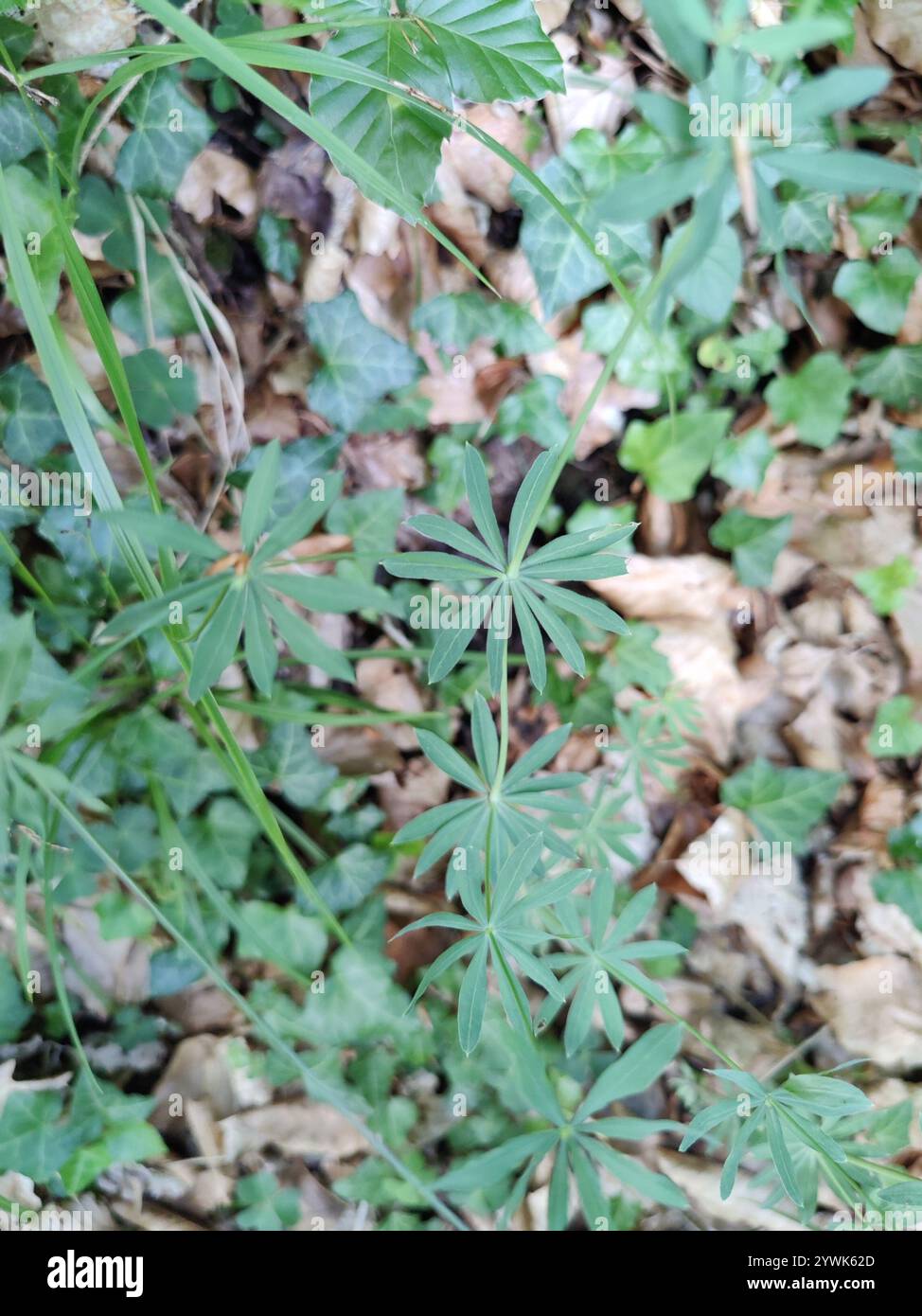 Wood Bedstraw (Galium sylvaticum Stock Photo - Alamy
