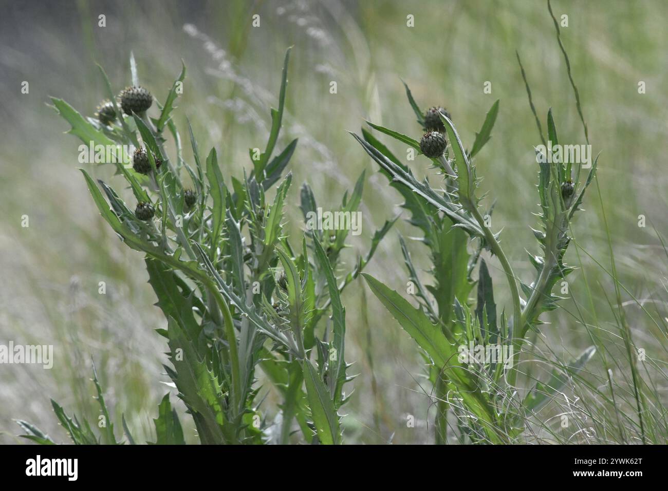wavyleaf thistle (Cirsium undulatum Stock Photo - Alamy
