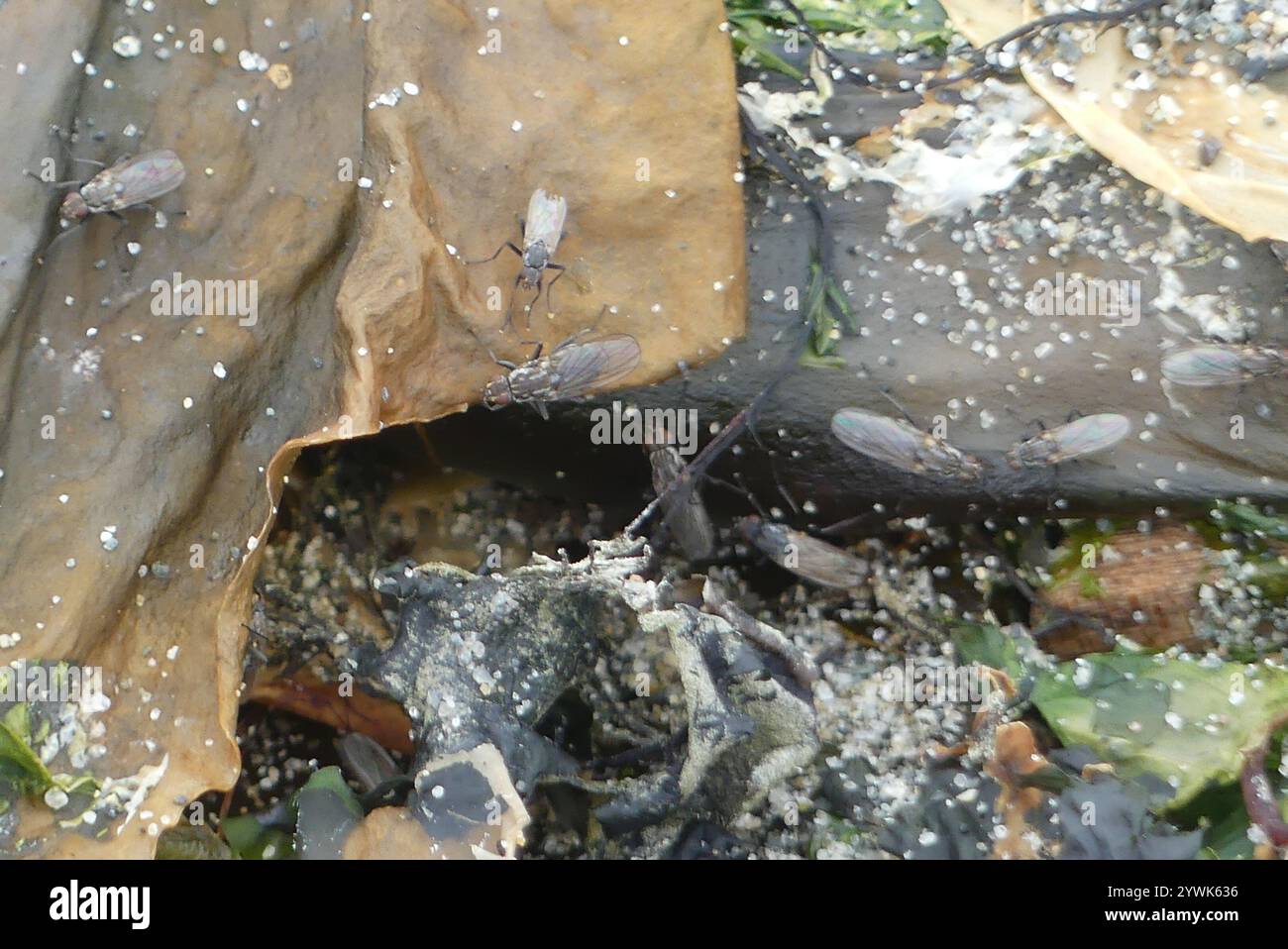 Seaweed Flies (Fucellia Stock Photo - Alamy