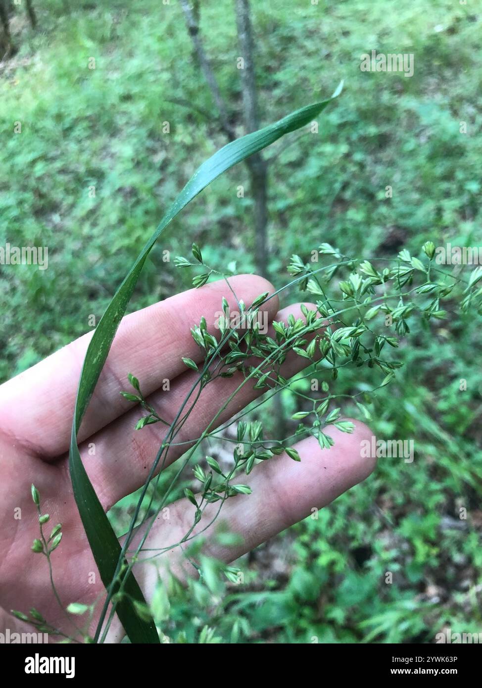 Clustered Fescue (Festuca paradoxa Stock Photo - Alamy