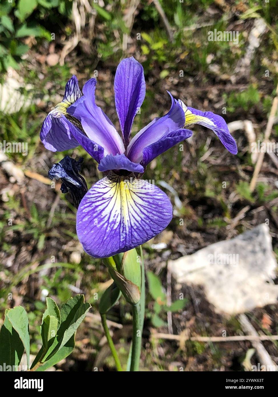 northern blue flag (Iris versicolor Stock Photo - Alamy