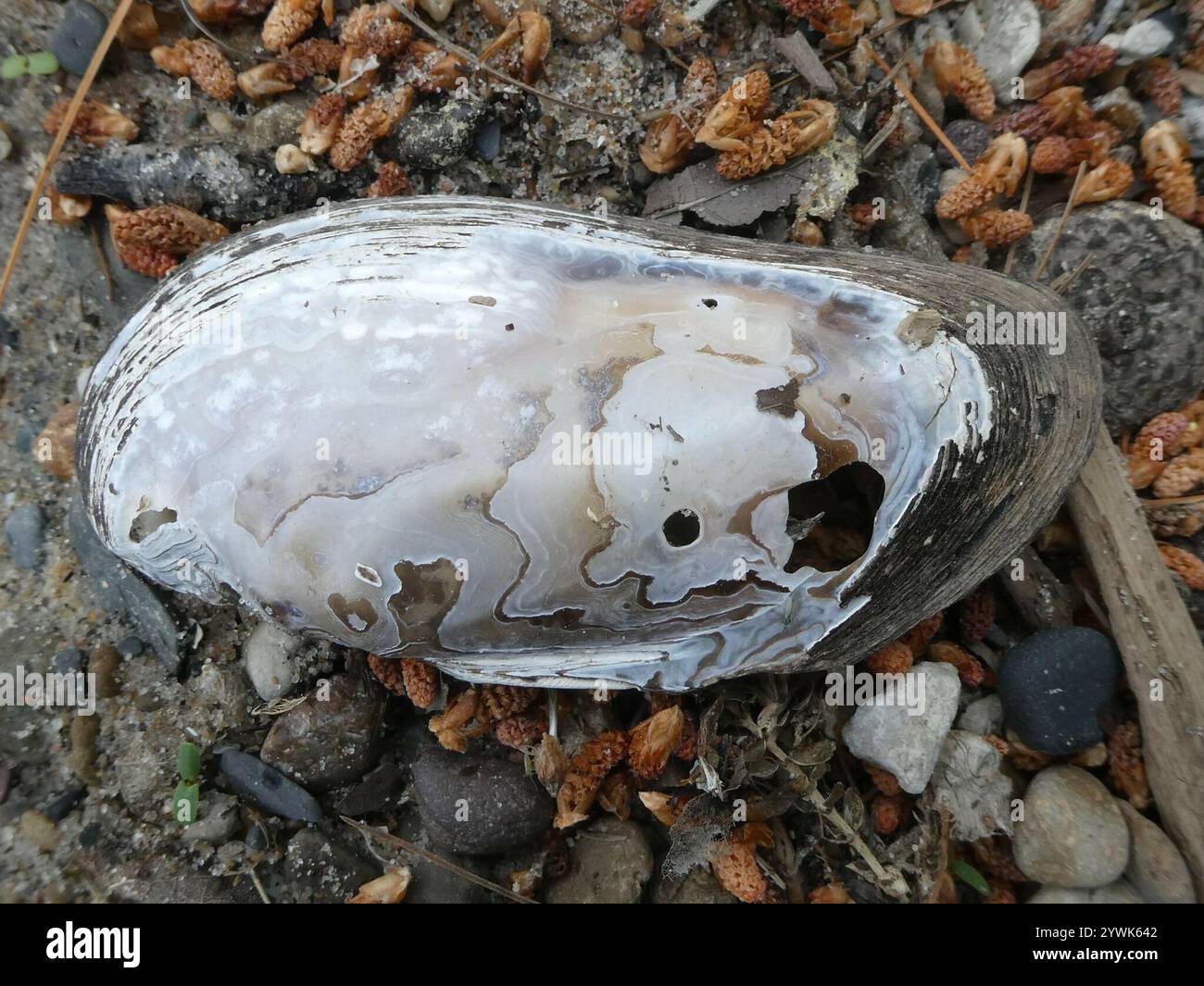 Eastern Elliptio (Elliptio complanata Stock Photo - Alamy