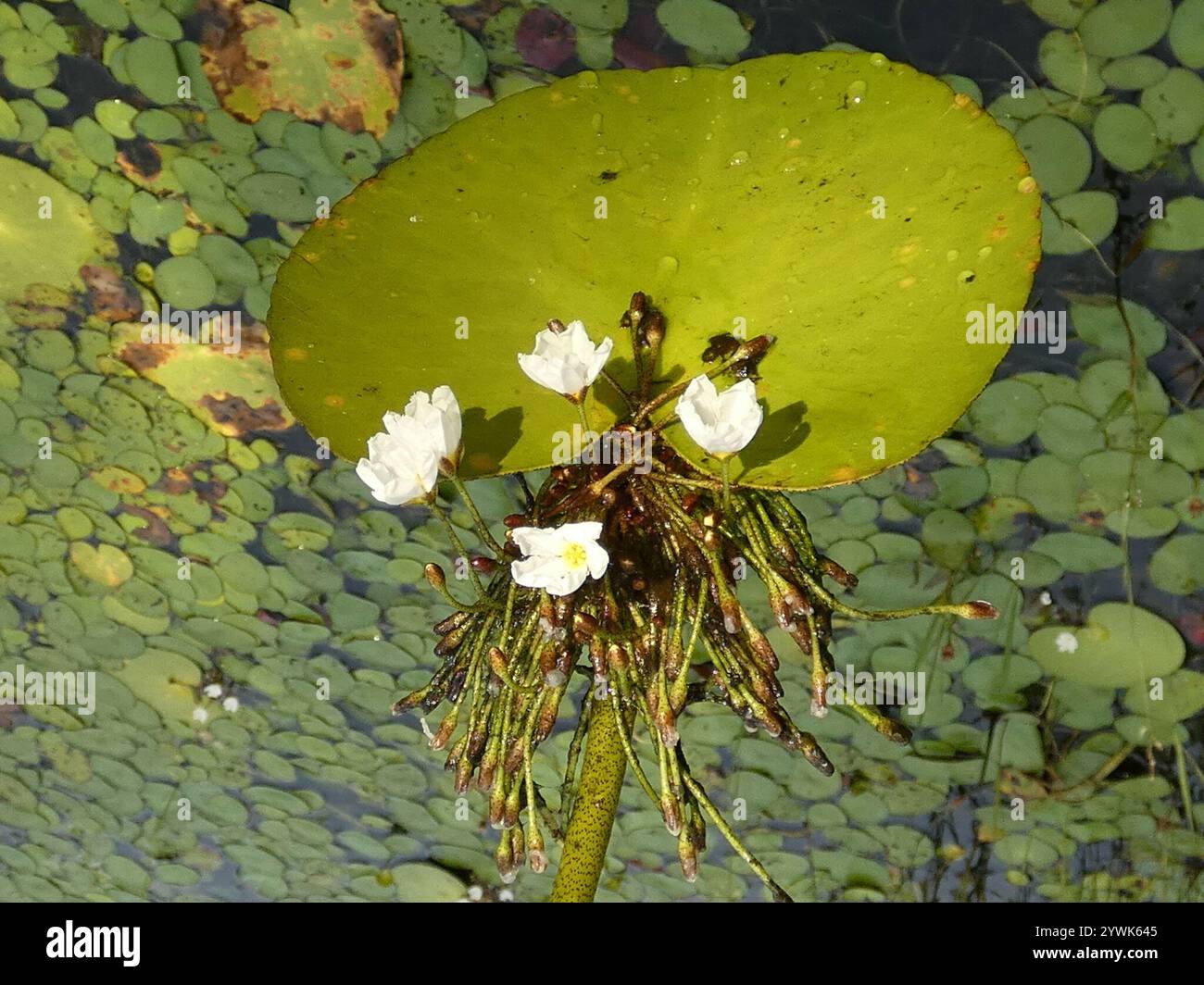 Big Floatingheart (Nymphoides aquatica Stock Photo - Alamy