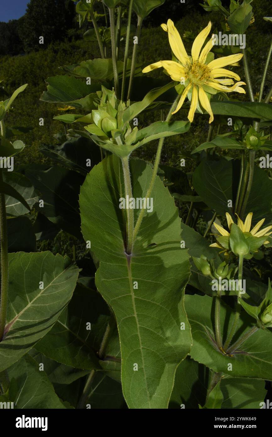 cup plant (Silphium perfoliatum Stock Photo - Alamy