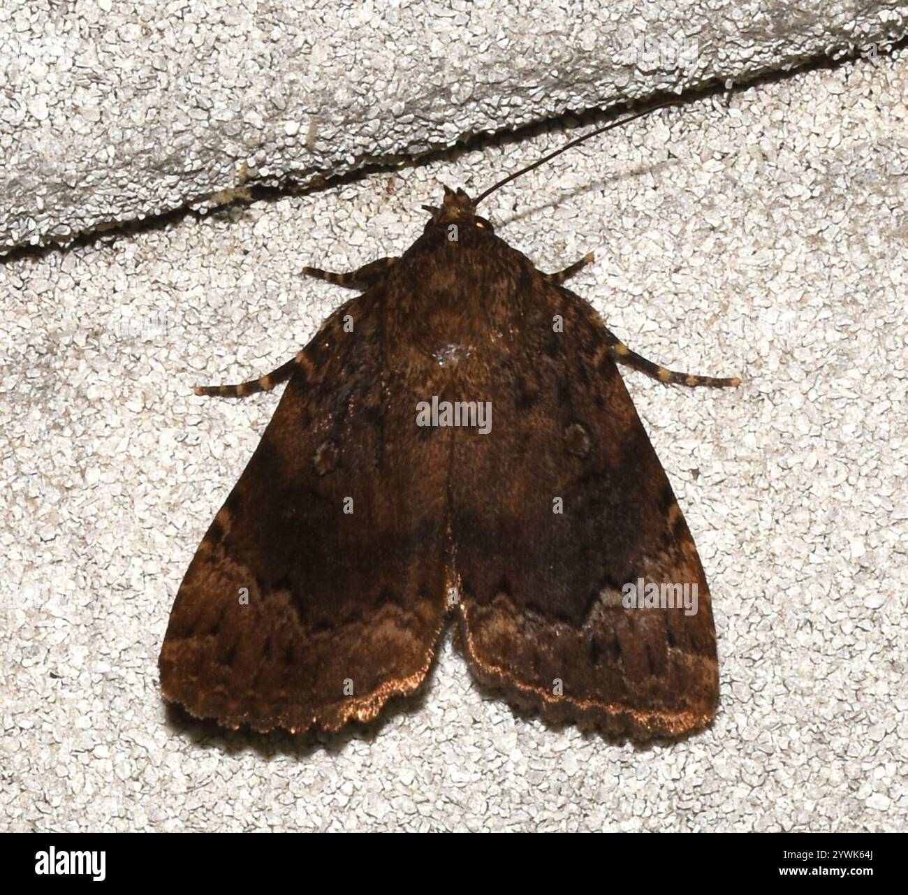 American Copper Underwing (Amphipyra pyramidoides Stock Photo - Alamy