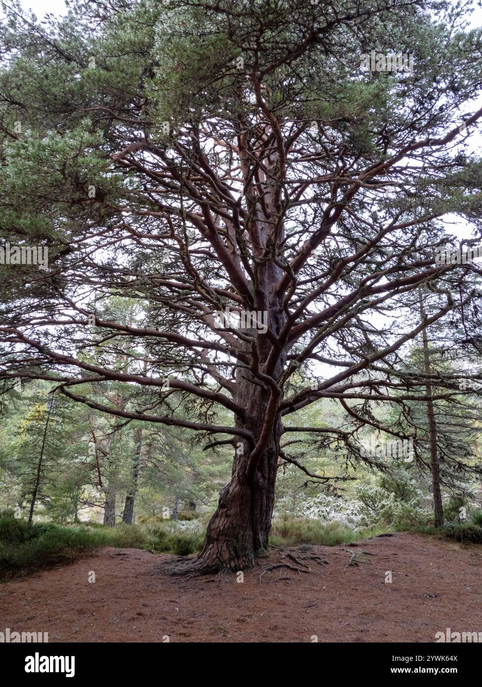 Scots Pines in the Caledonian Pine Forest near Aviemore Cairngorm ...