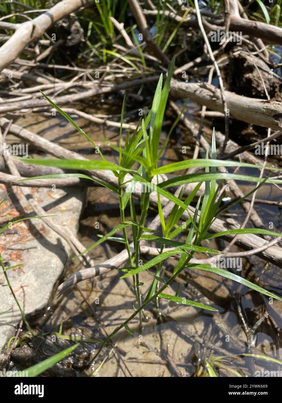 Three-way Sedge (Dulichium arundinaceum Stock Photo - Alamy