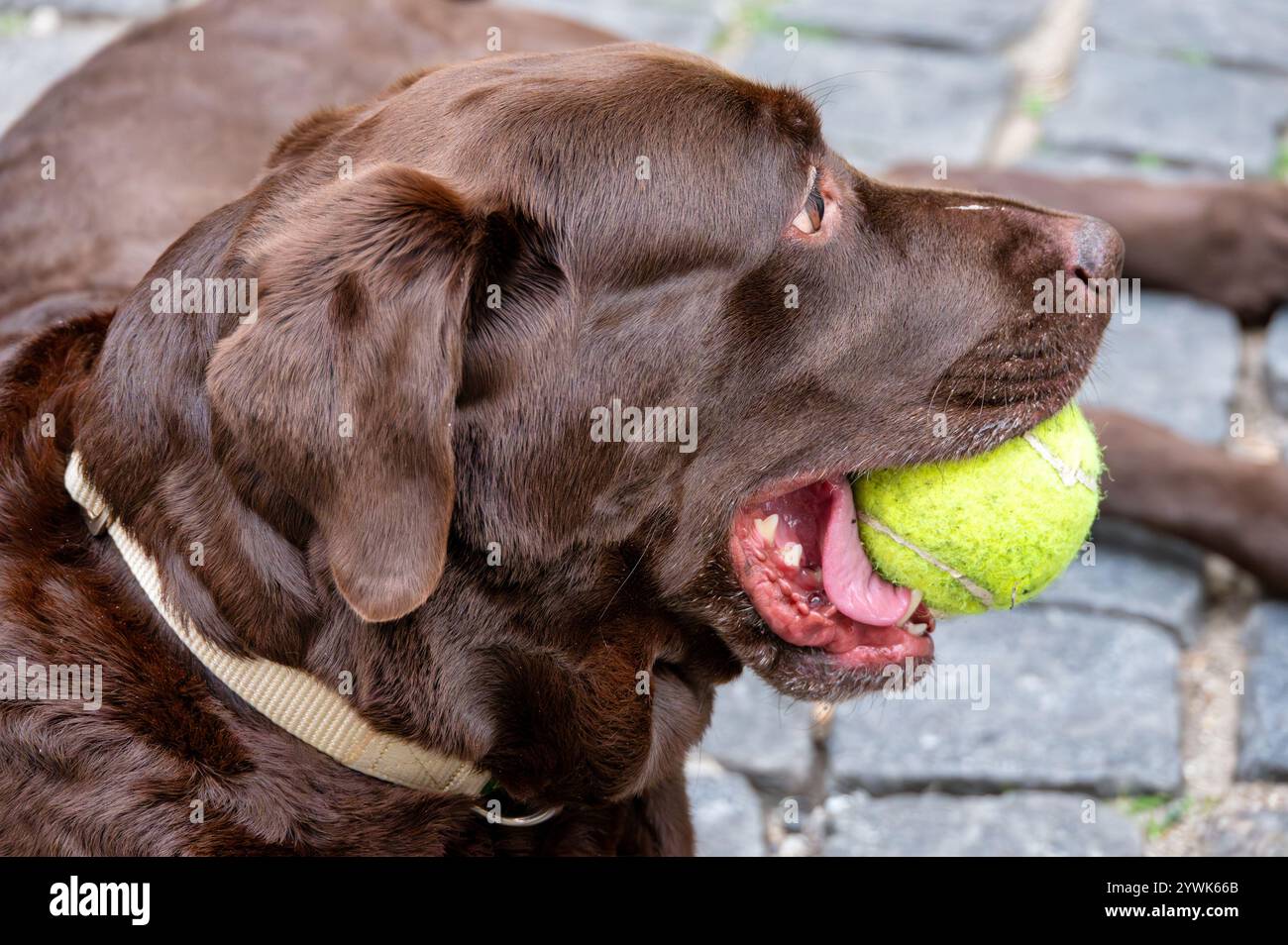 Chocolate Labrador retriever resting on cobblestones, holding a tennis ...