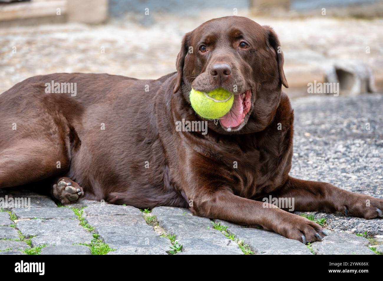 Chocolate Labrador retriever resting on cobblestones, holding a tennis ...