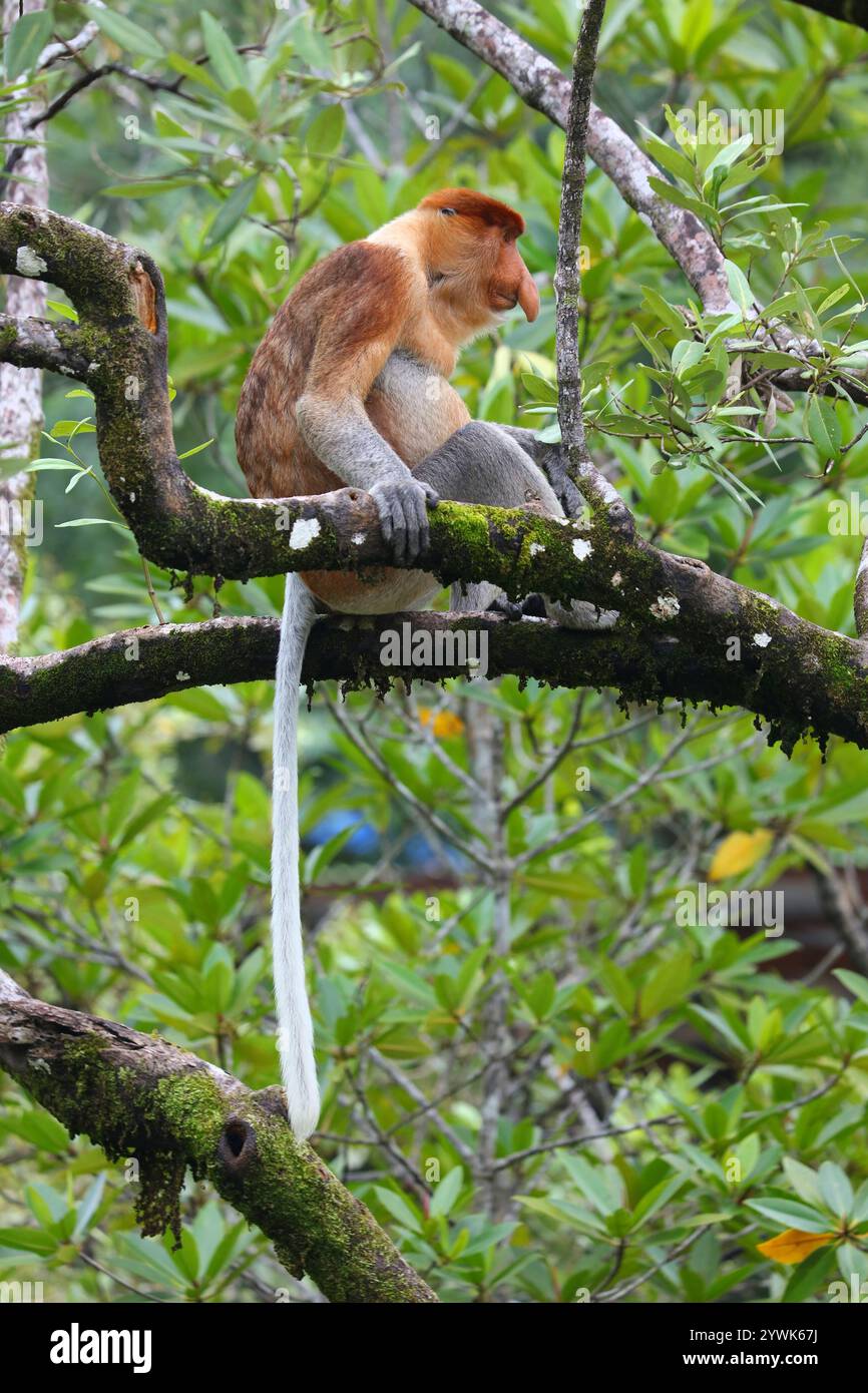 Proboscis monkey male presenting its big nose in Bako National Park in ...