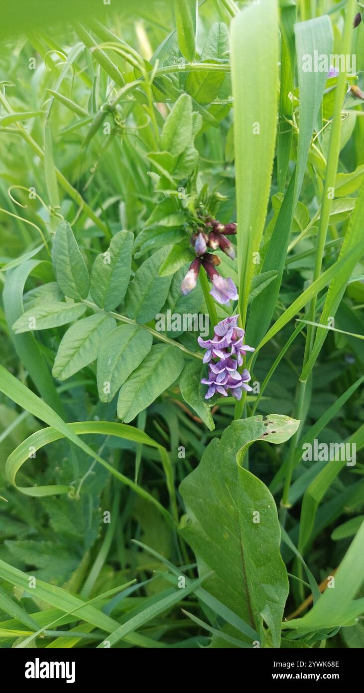 Bush Vetch (Vicia sepium Stock Photo - Alamy