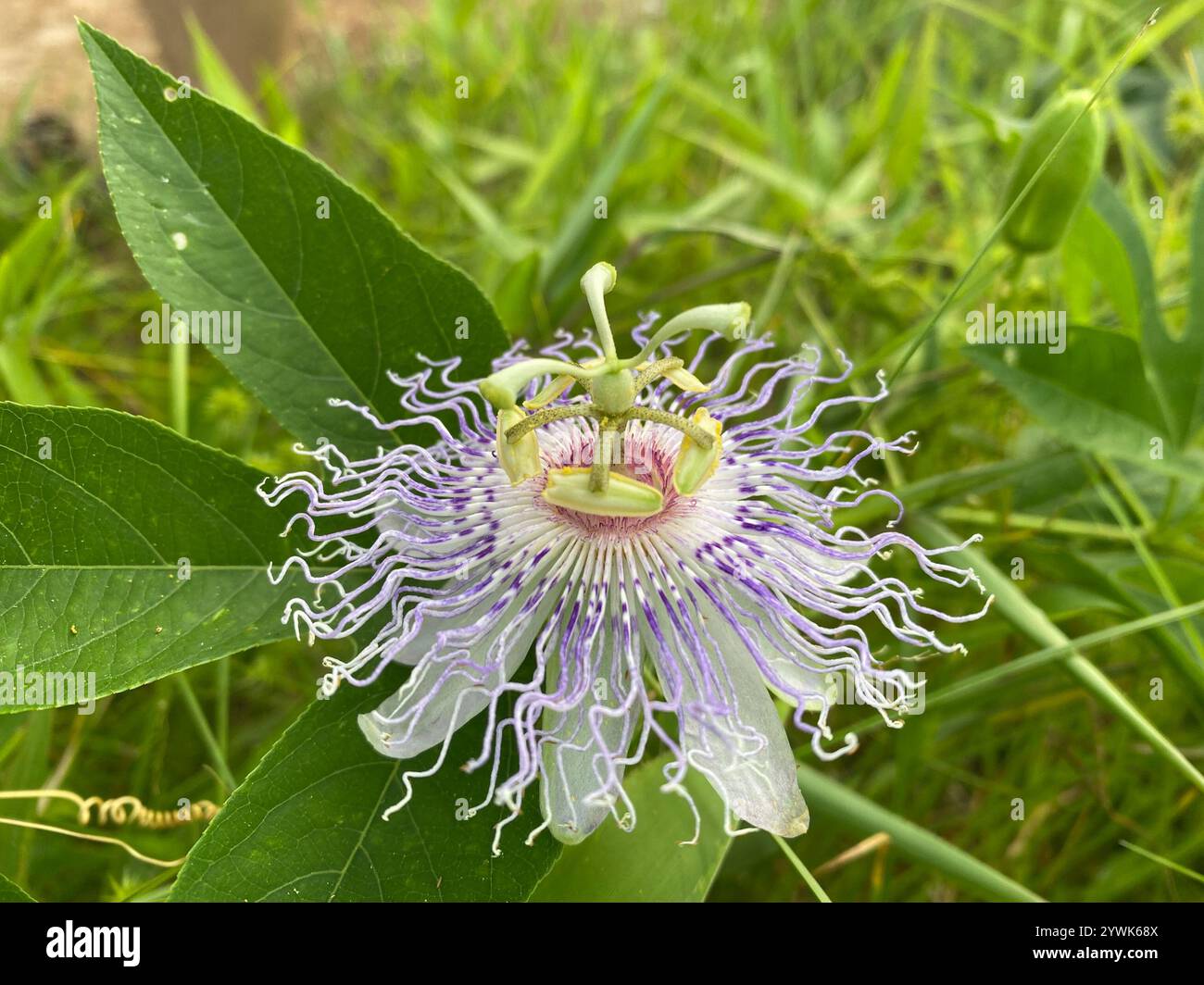 purple passionflower (Passiflora incarnata Stock Photo - Alamy