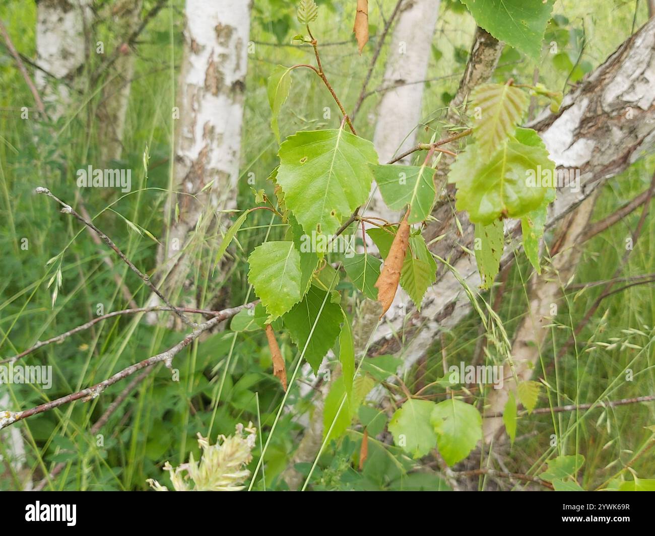 Birch Leaf-rolling Weevil (Deporaus betulae Stock Photo - Alamy