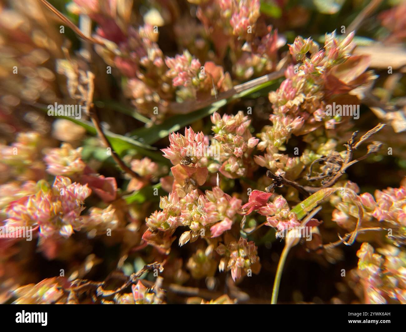 fourleaf manyseed (Polycarpon tetraphyllum Stock Photo - Alamy