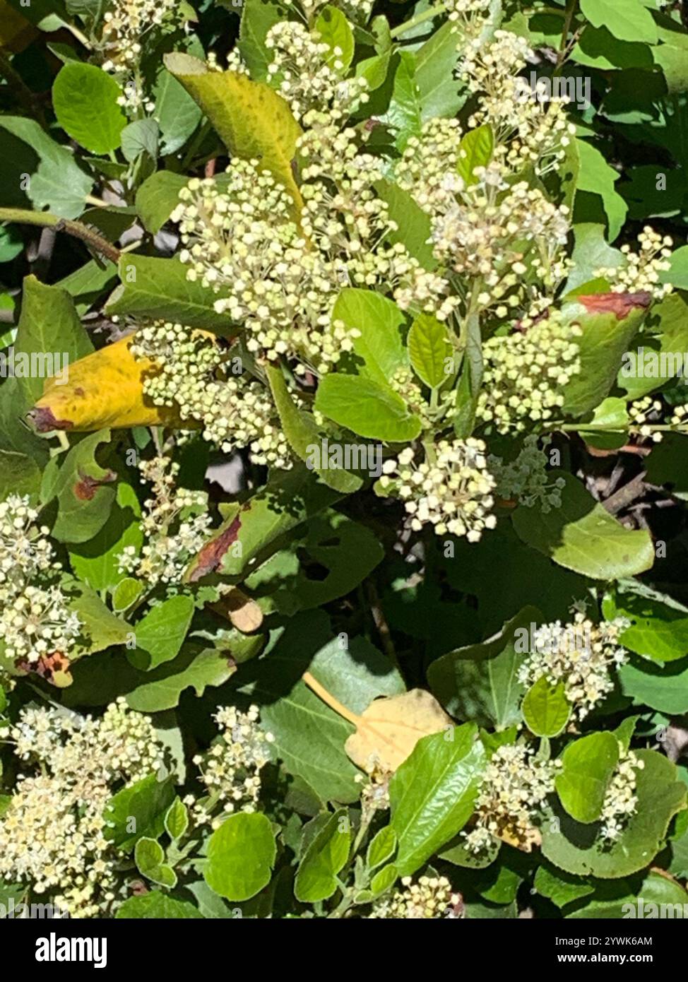 Snowbrush Ceanothus (Ceanothus velutinus Stock Photo - Alamy