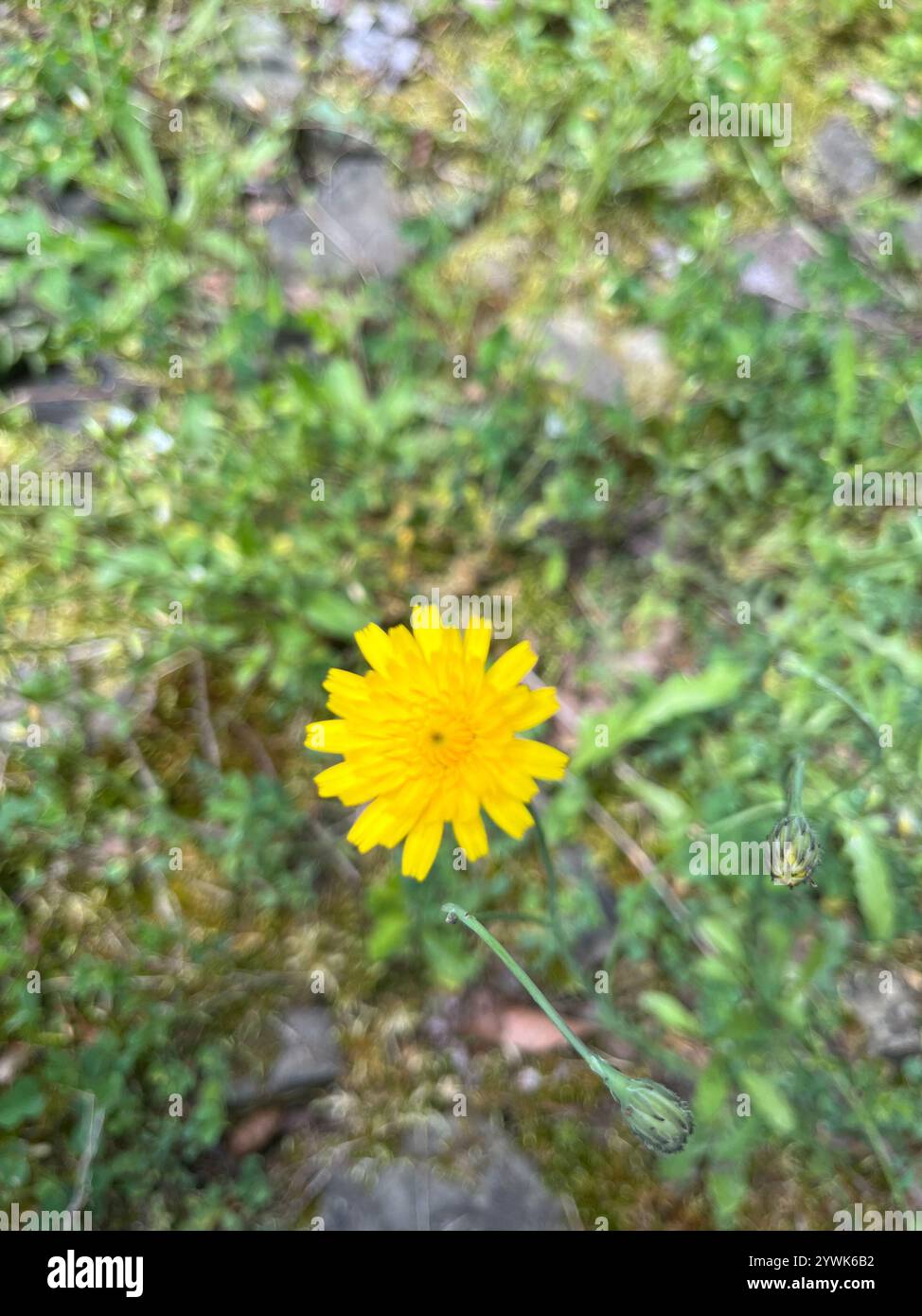 Common Cat's-ear (Hypochaeris radicata Stock Photo - Alamy