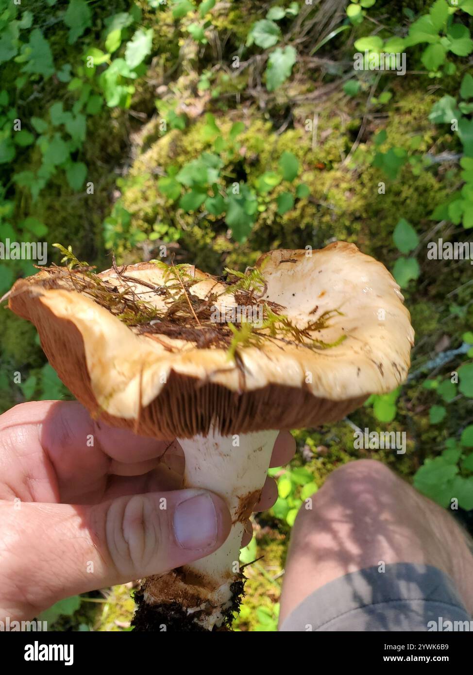 Chalkland Webcaps (Calonarius Stock Photo - Alamy