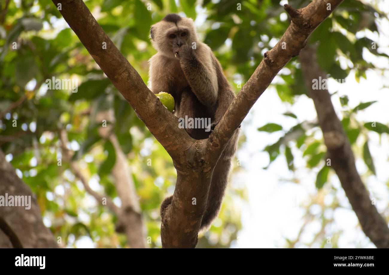 Weeper Capuchin (Cebus olivaceus Stock Photo - Alamy