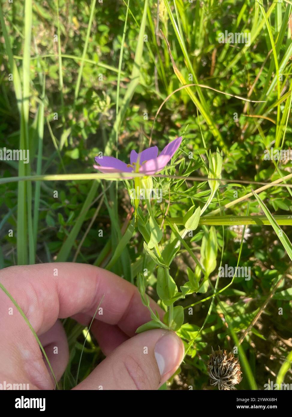 Meadow Pink (Sabatia campestris Stock Photo - Alamy