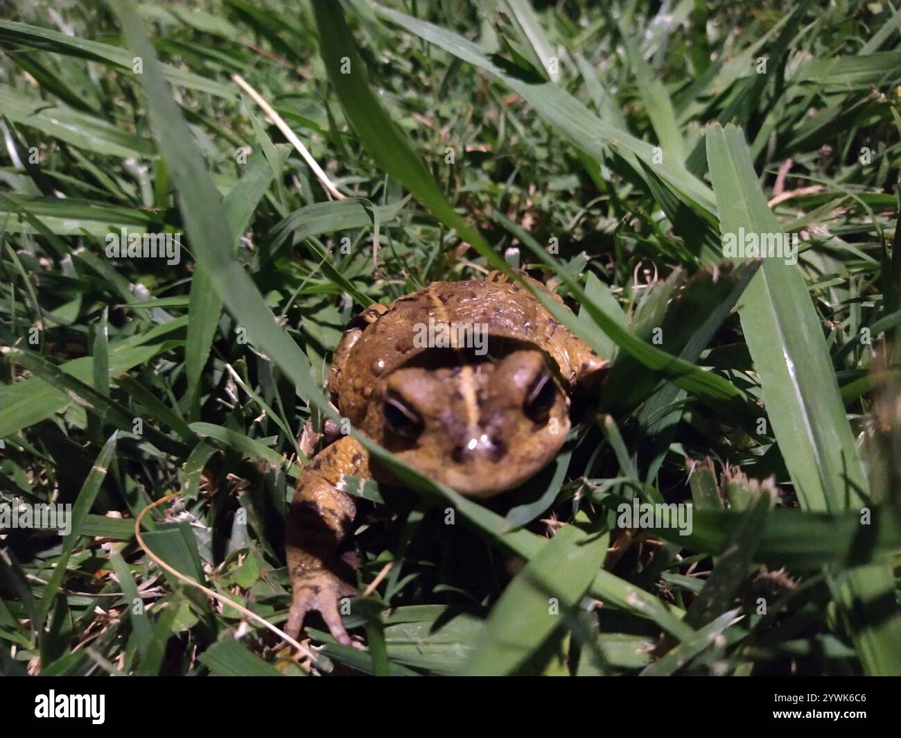 Western Toad (Anaxyrus boreas Stock Photo - Alamy