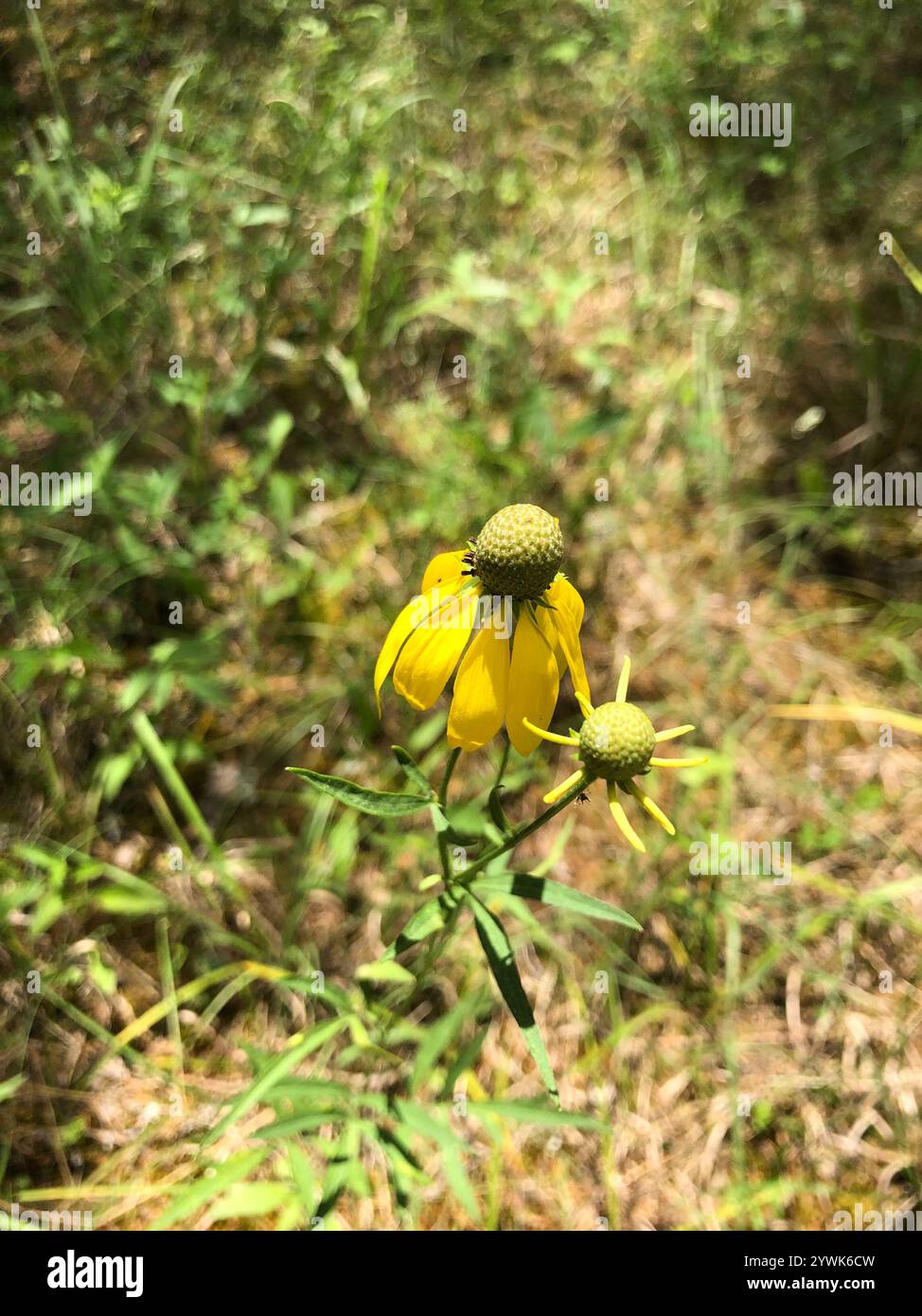 grey-headed coneflower (Ratibida pinnata Stock Photo - Alamy