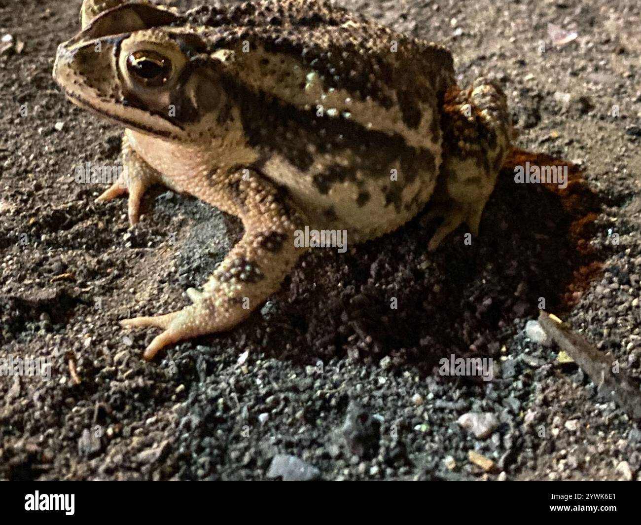 Gulf Coast Toad (Incilius nebulifer Stock Photo - Alamy