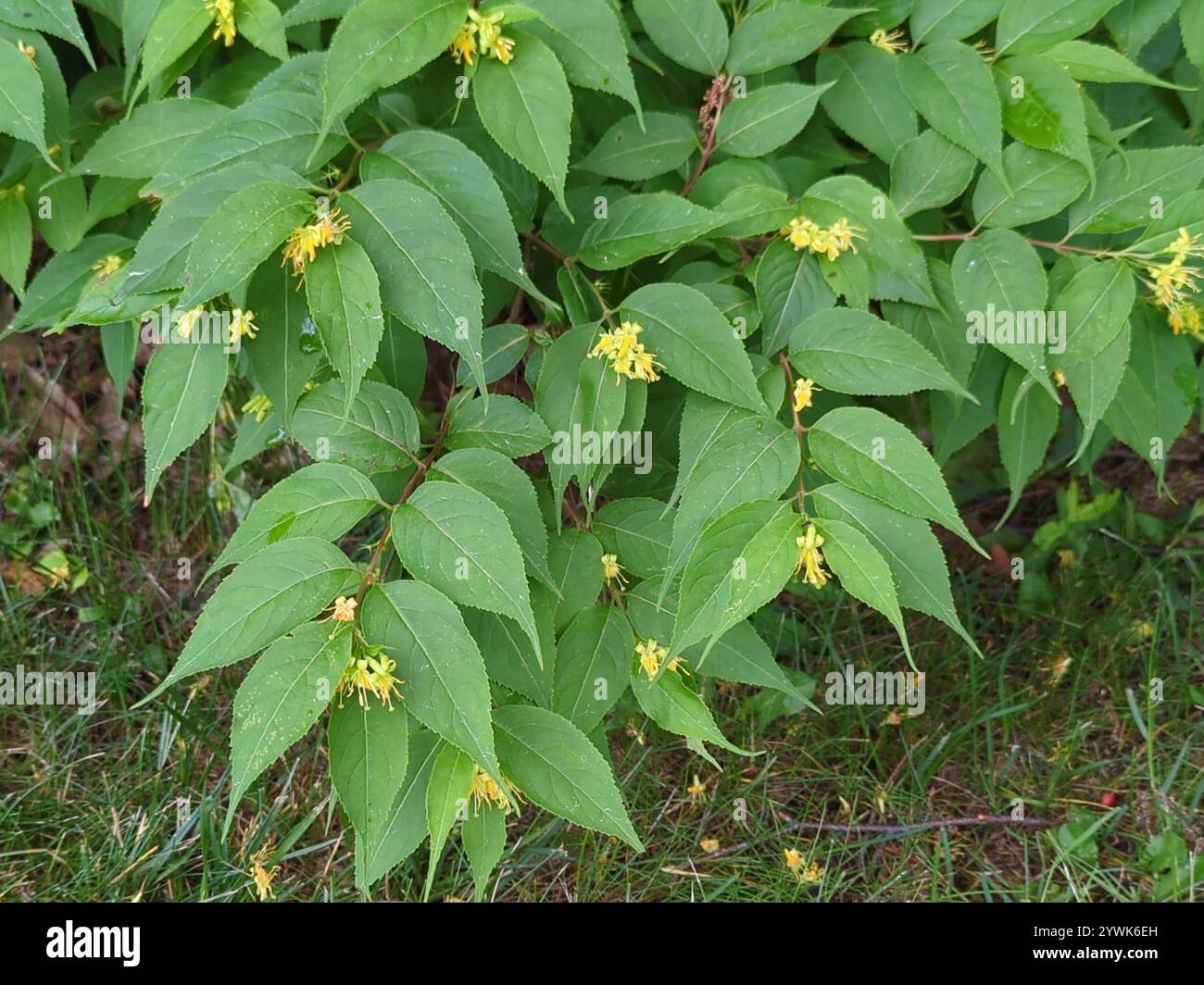 northern bush honeysuckle (Diervilla lonicera Stock Photo - Alamy