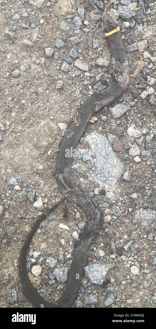 Ring-necked Snake (Diadophis punctatus Stock Photo - Alamy