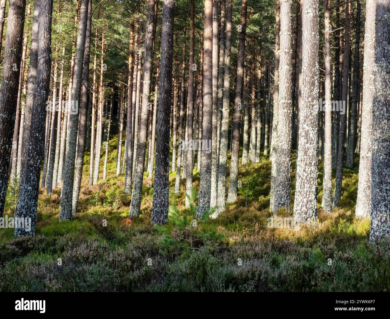 Scots Pines in the Caledonian Pine Forest at Abernethy, Cairngorm ...