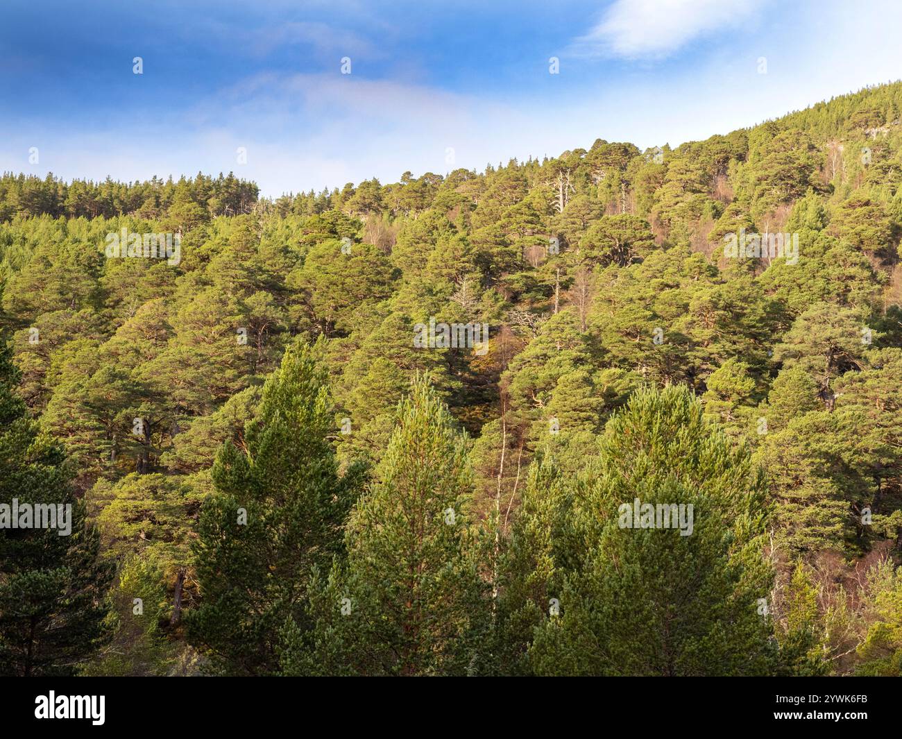 Scots Pines in the Caledonian Pine Forest at Abernethy, Cairngorm ...