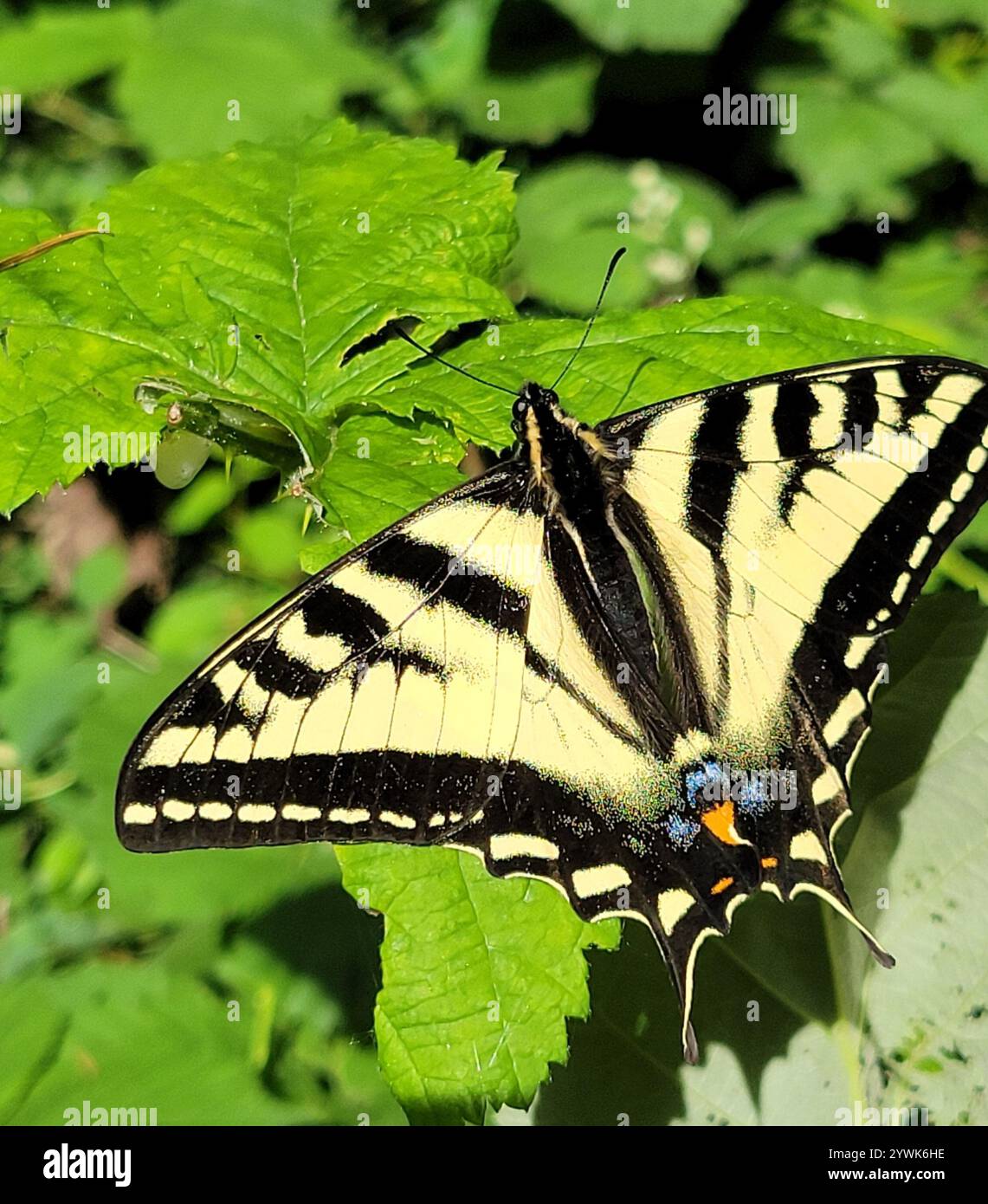 Western Tiger Swallowtail (Papilio rutulus Stock Photo - Alamy