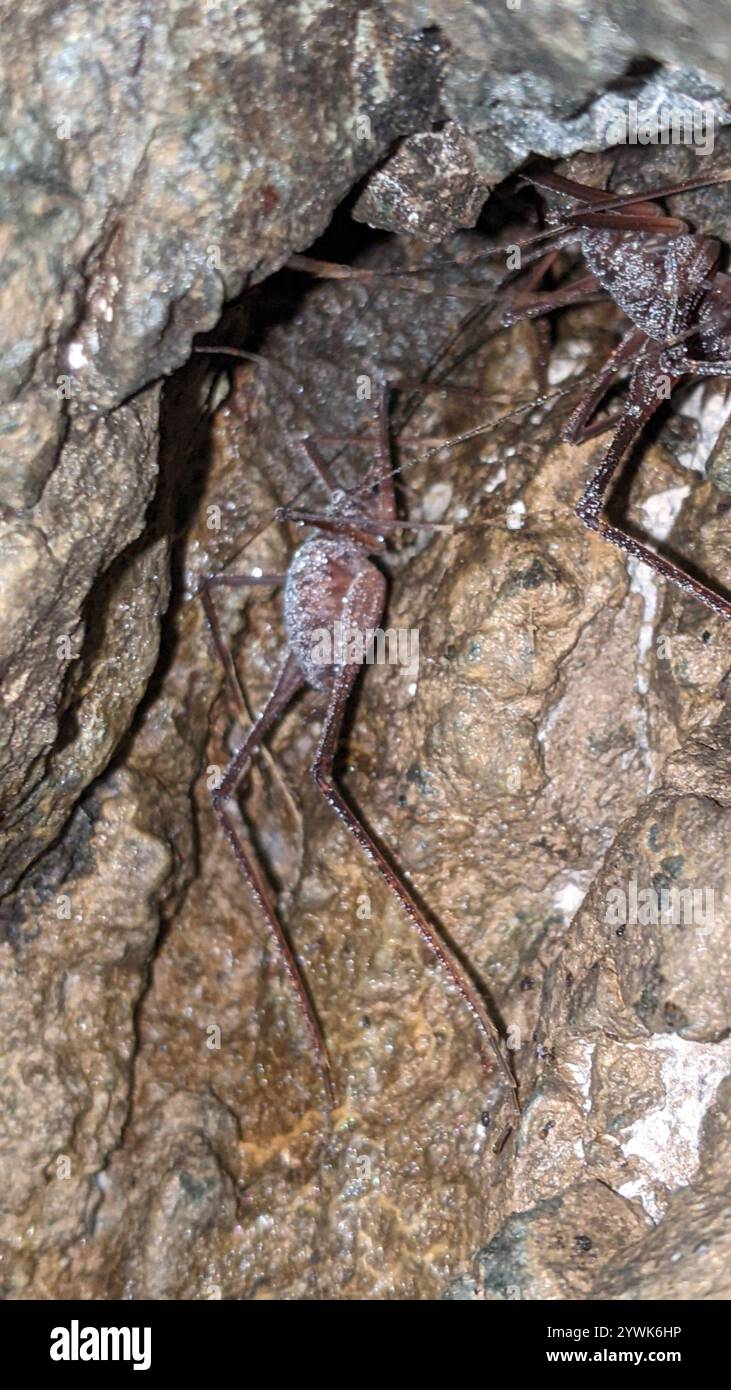 Square-legged Camel Cricket (Tropidischia xanthostoma Stock Photo - Alamy