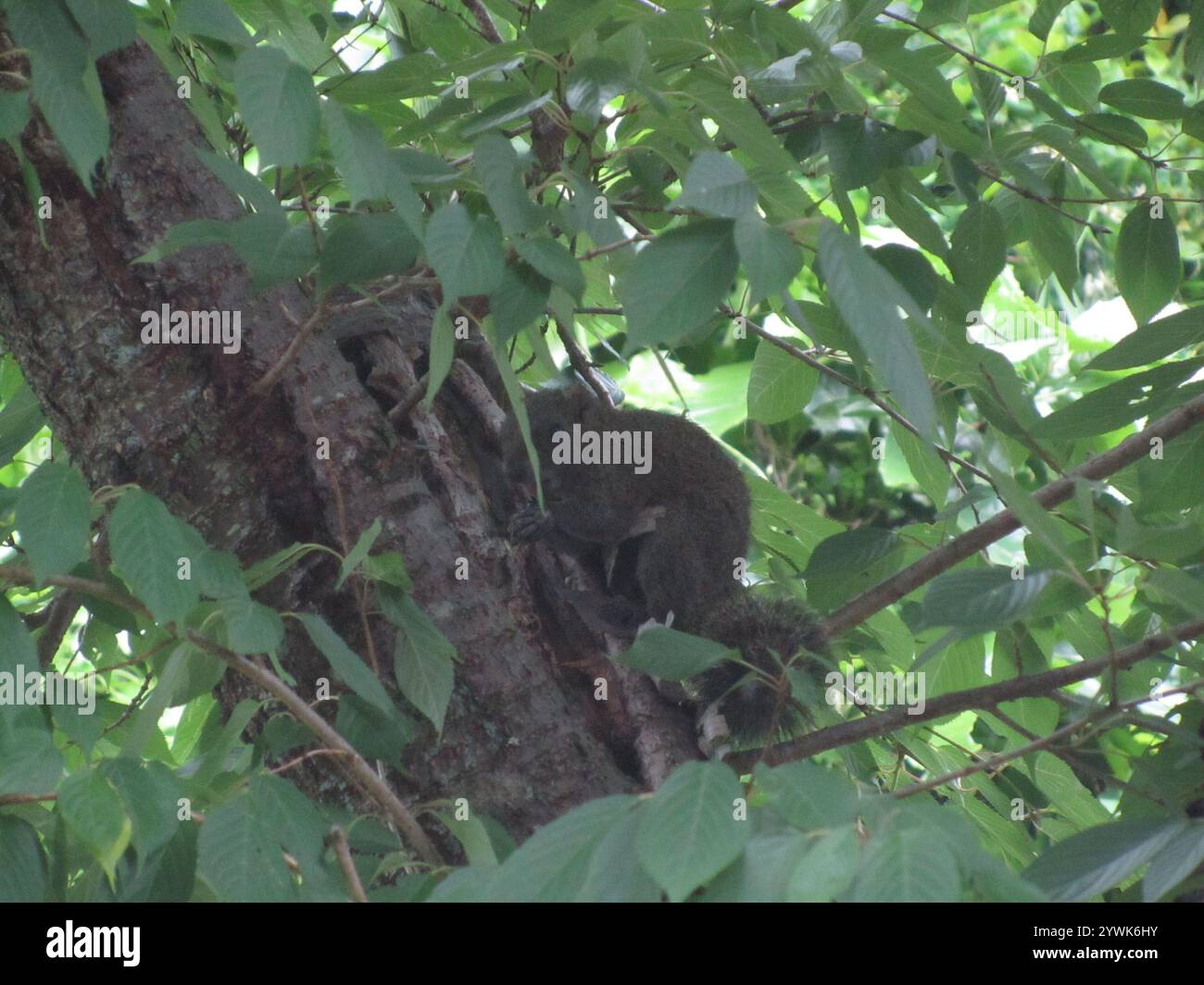 Taiwan Squirrel (Callosciurus erythraeus thaiwanensis Stock Photo - Alamy