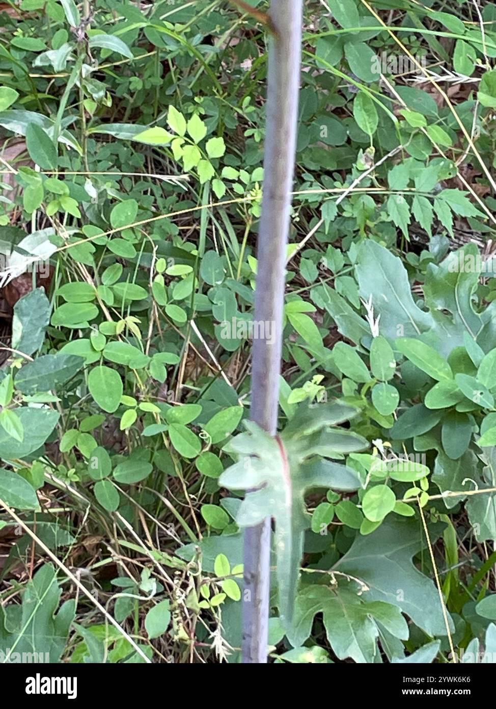 Kidney-leaf Rosinweed (Silphium compositum Stock Photo - Alamy