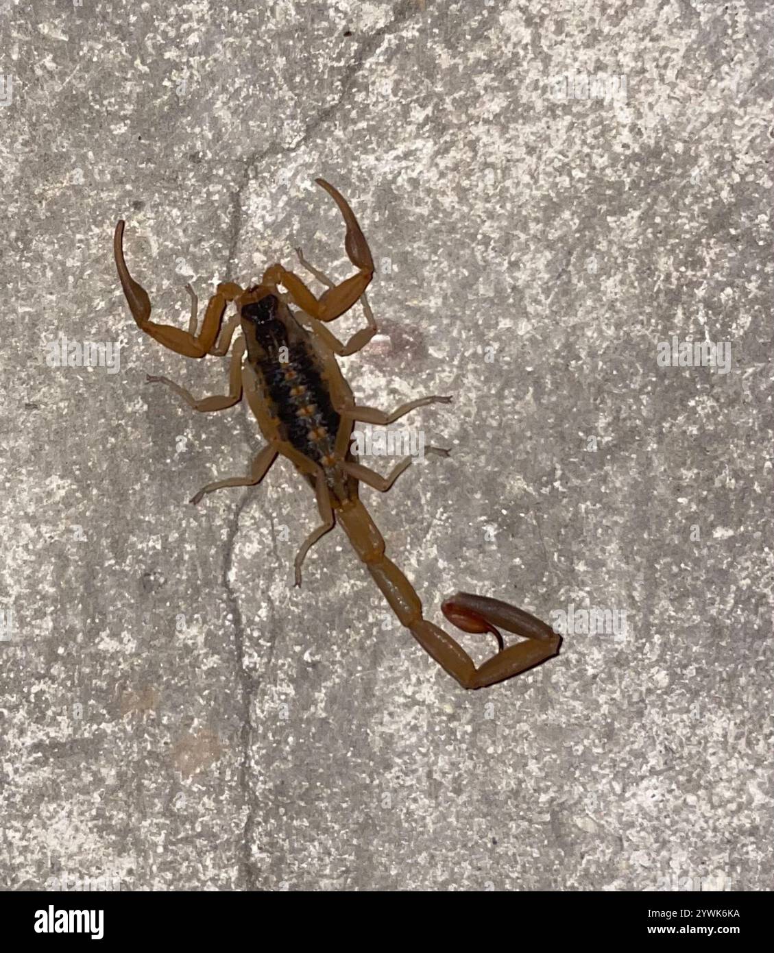 Striped Bark Scorpion (Centruroides vittatus Stock Photo - Alamy